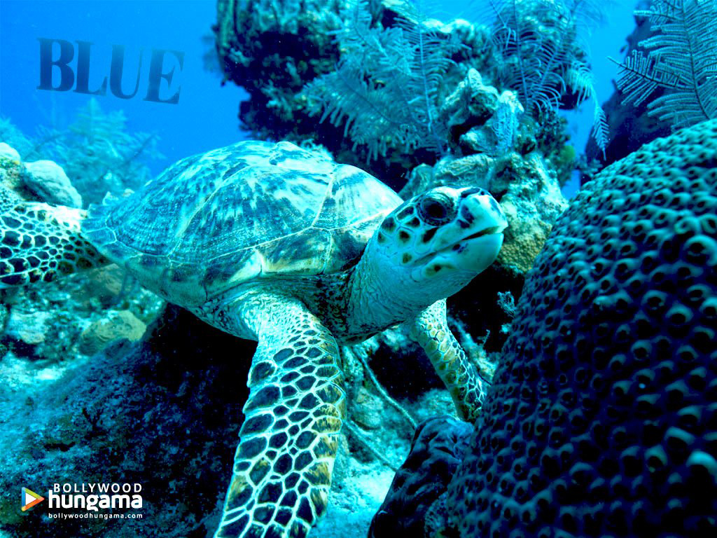 Blue 2009 Wallpapers | Blue 2009 HD Images | Photos blue-11 - Bollywood ...