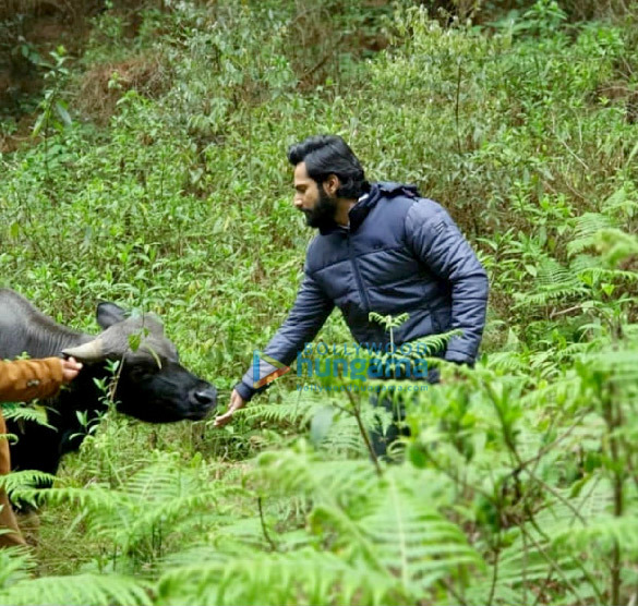 Bhediya Movie Stills - Bollywood Hungama